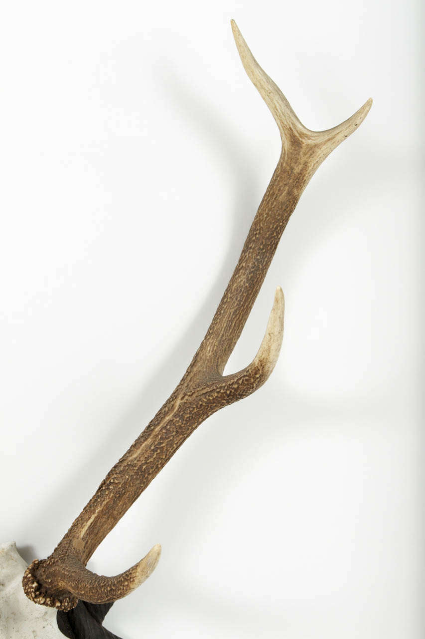 Red Stag Antlers at 1stDibs
