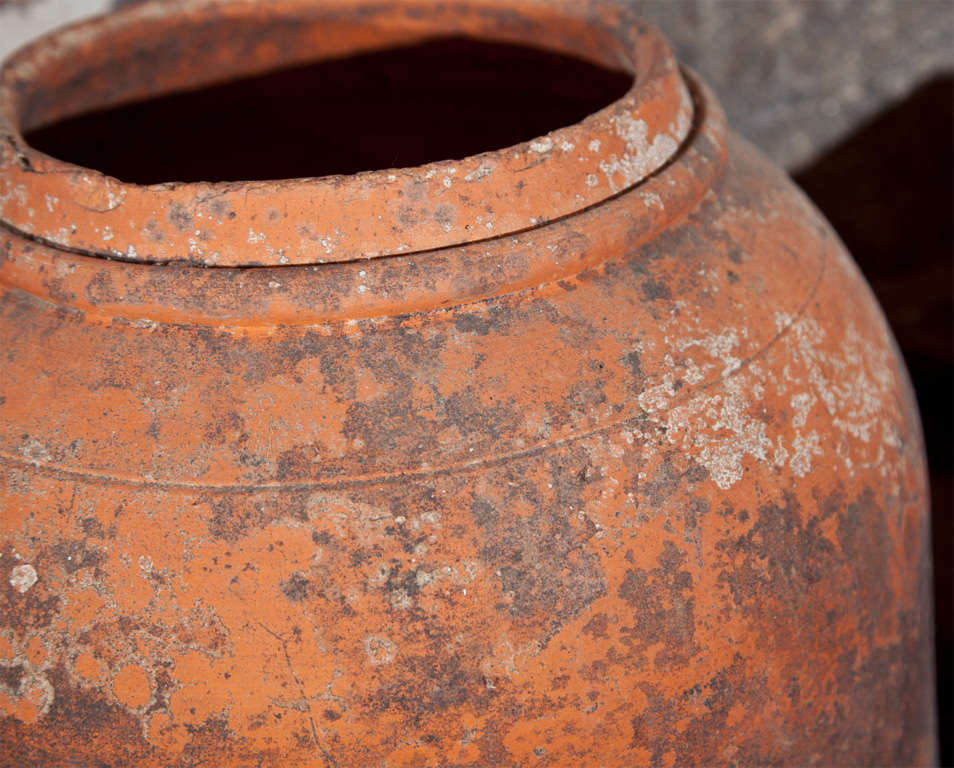 Gorgeous Terracotta Rhubarb Forcer at 1stDibs | rhubarb forcer usa ...
