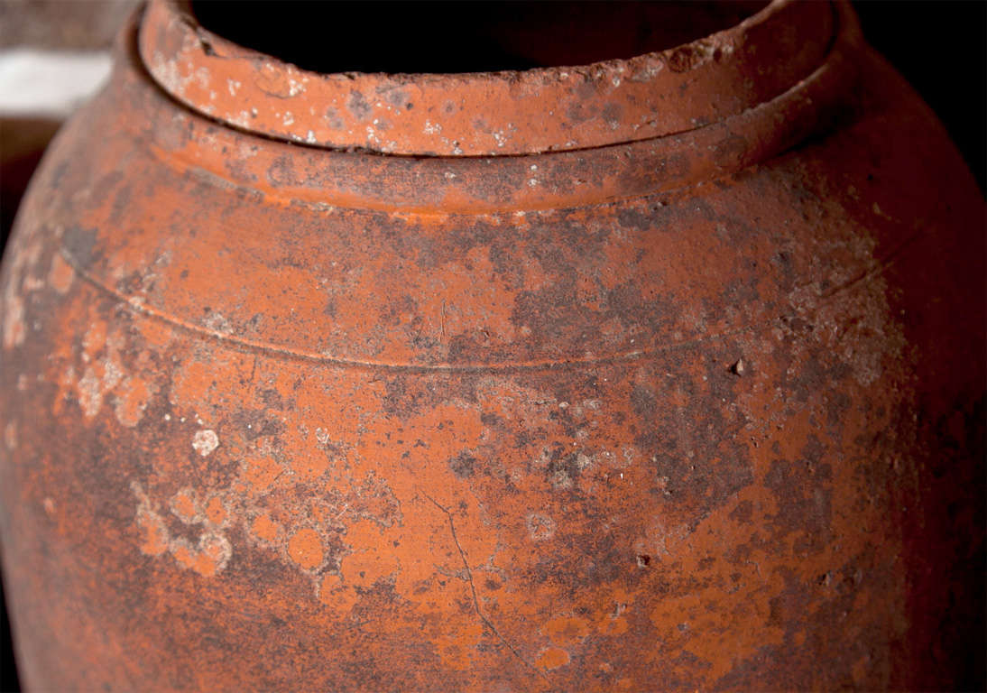 Gorgeous Terracotta Rhubarb Forcer at 1stDibs | rhubarb forcer usa ...