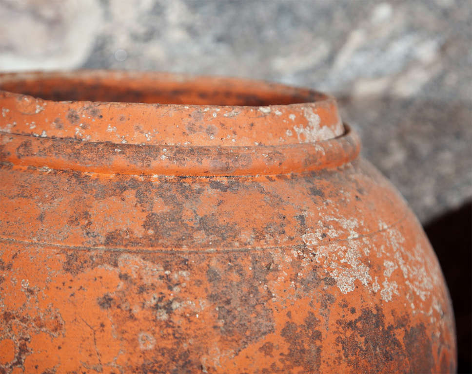 Gorgeous Terracotta Rhubarb Forcer at 1stDibs | rhubarb forcer usa ...