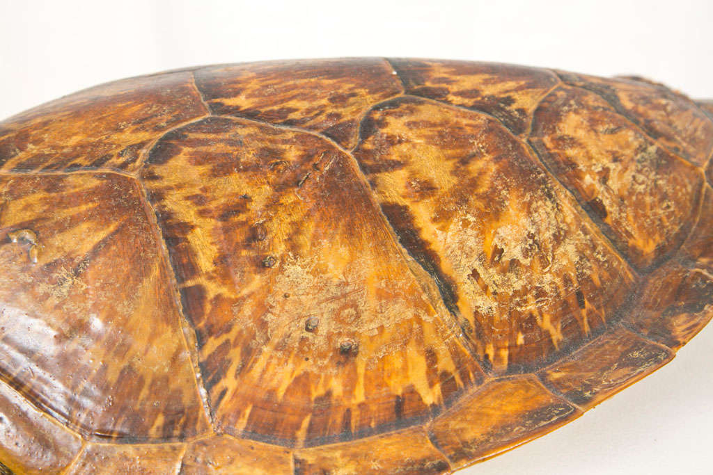 Taxidermy Tortoise at 1stDibs