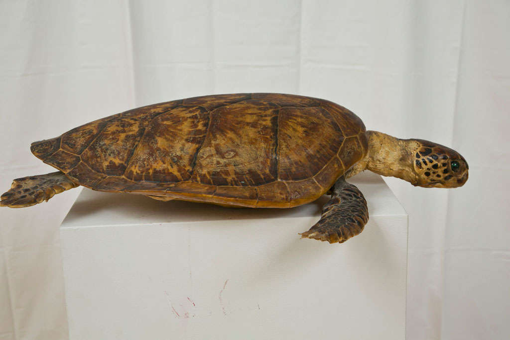 Taxidermy Tortoise at 1stDibs