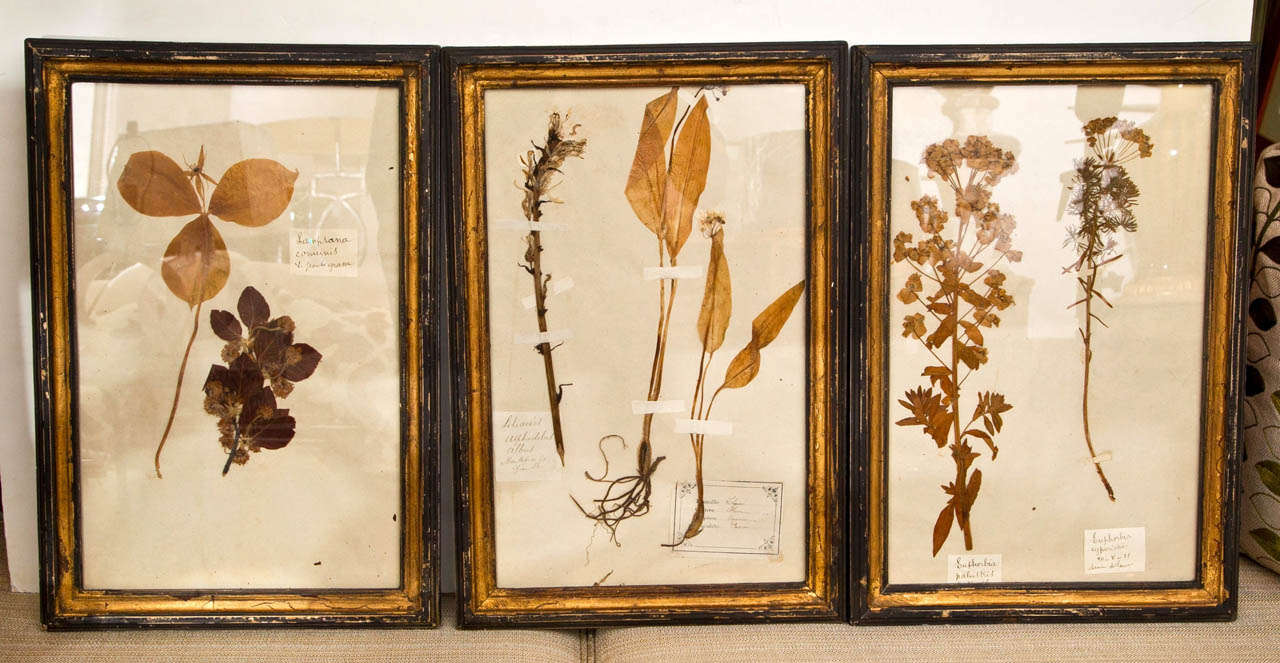 19th Century French Framed Botanical Specimens at 1stDibs