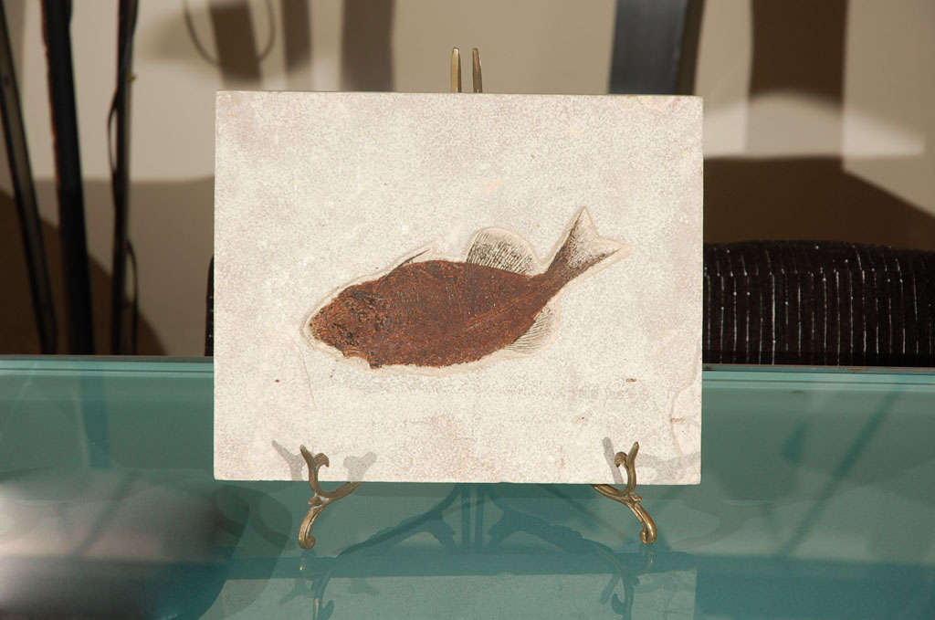 Decorative Original Fossil For Sale at 1stDibs