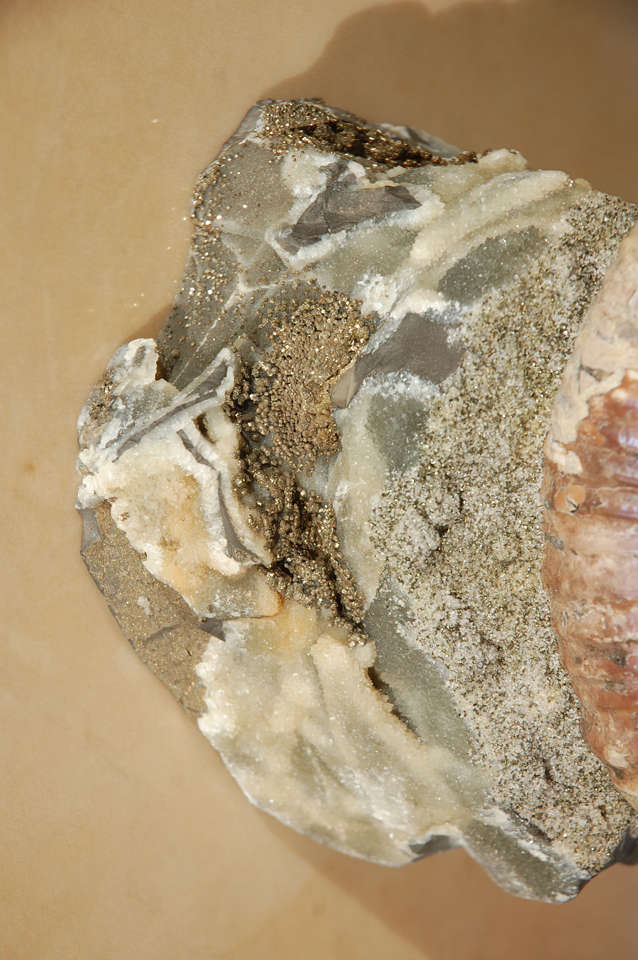 Opalescent Uncoiled Ammonite For Sale at 1stDibs | ammonites for sale
