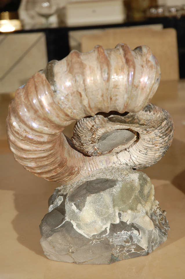 Opalescent Uncoiled Ammonite For Sale at 1stDibs | ammonites for sale