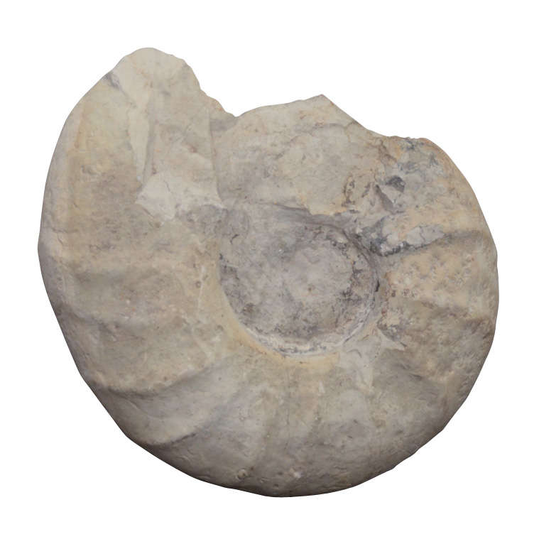 Fossilized Ammonite Cephalopod Shell at 1stDibs | fossilized shell ...