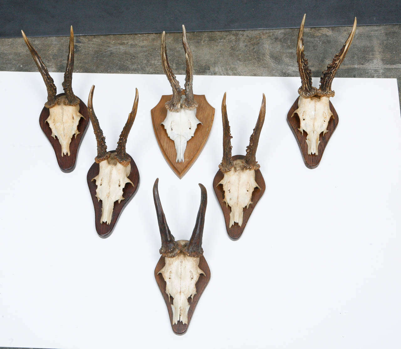 Collection of German Small Horn Plaques at 1stDibs