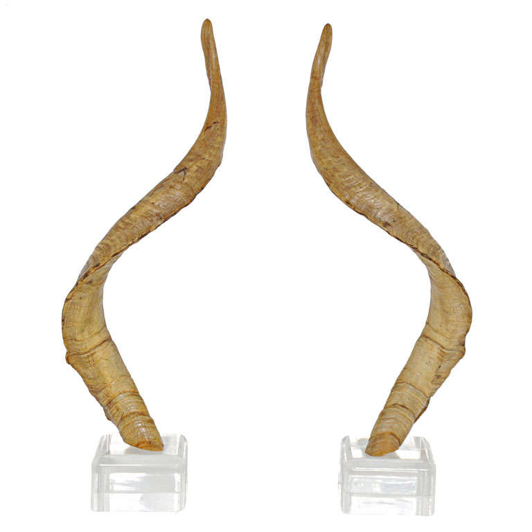 Kudu Horns - 16 For Sale on 1stDibs