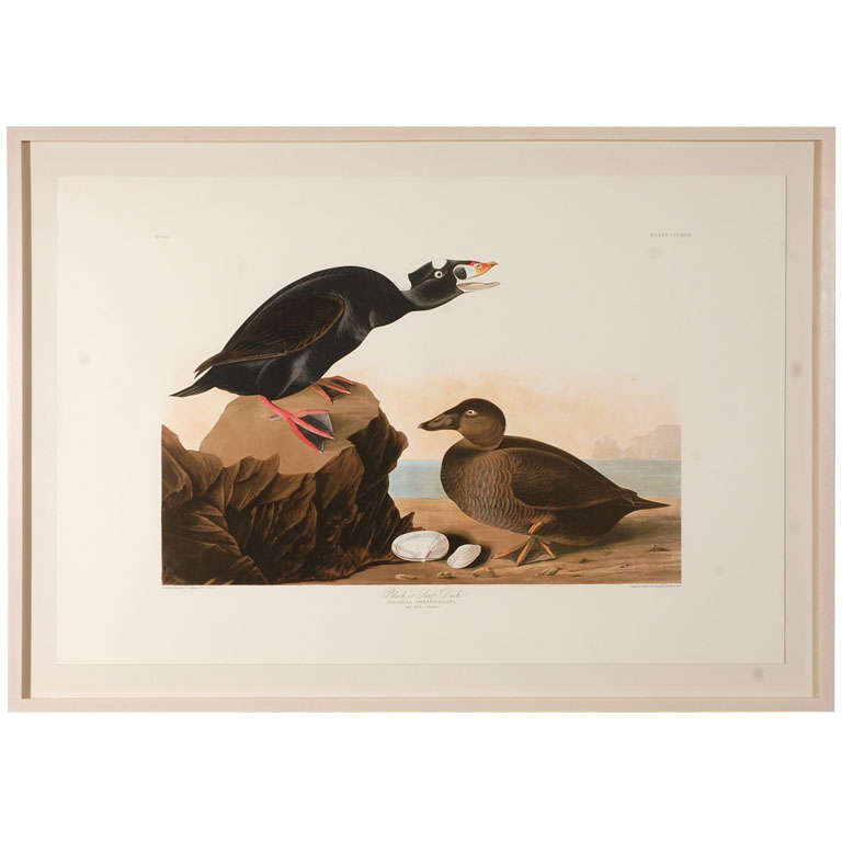 Original 1836 Audubon Havell Print "Surf Duck" at 1stDibs | original ...