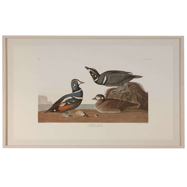 Original 1836 Audubon Havell Print "Harlequin Duck" at 1stDibs