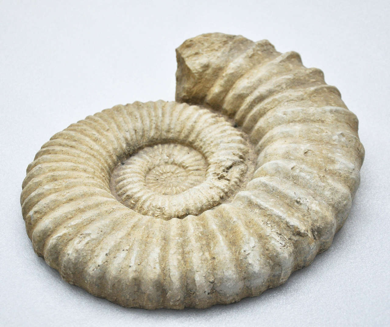 Calcified / Fossilized Ammonite Spiral Shell at 1stDibs | fossilized ...