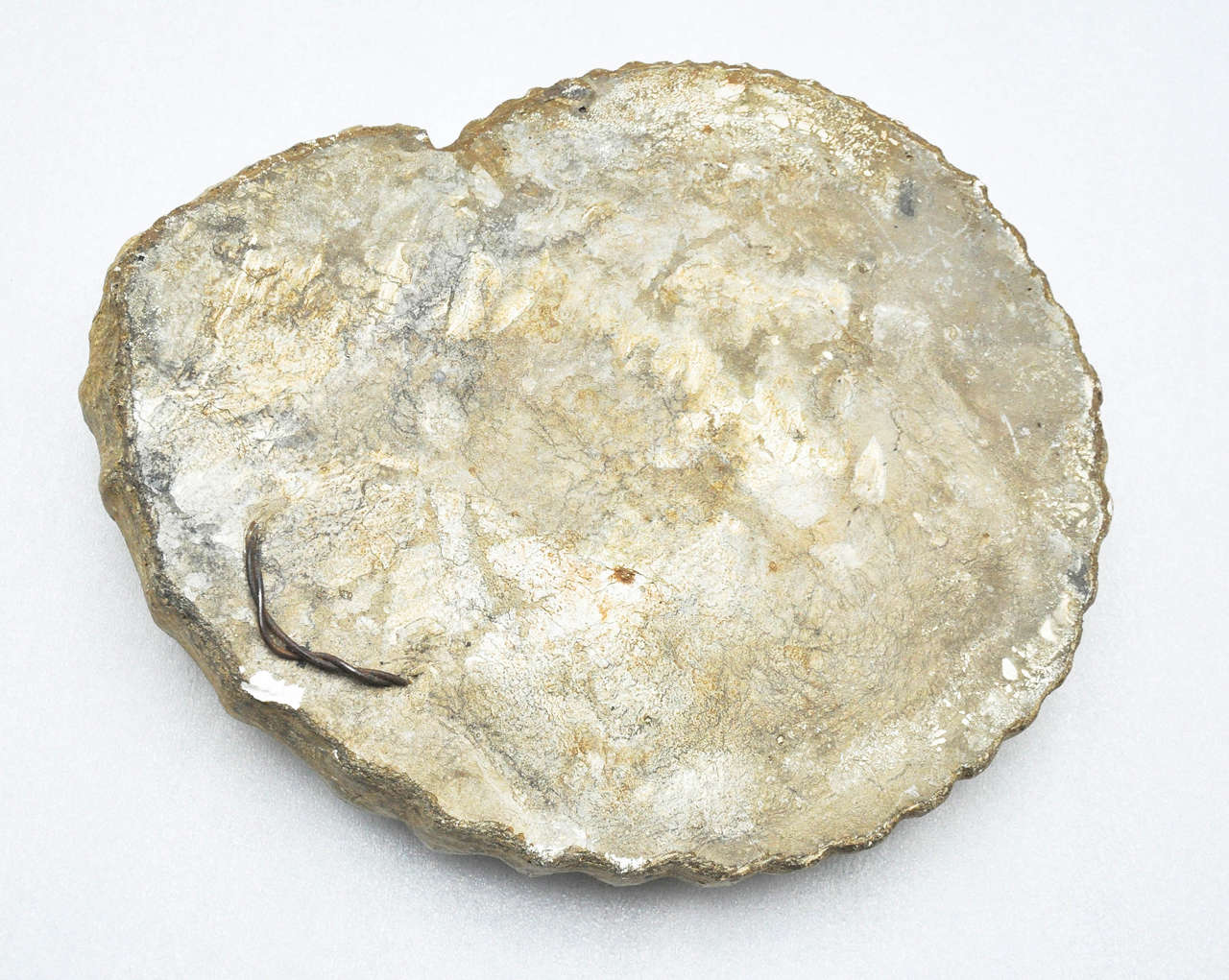 Calcified / Fossilized Ammonite Spiral Shell at 1stDibs | fossilized ...