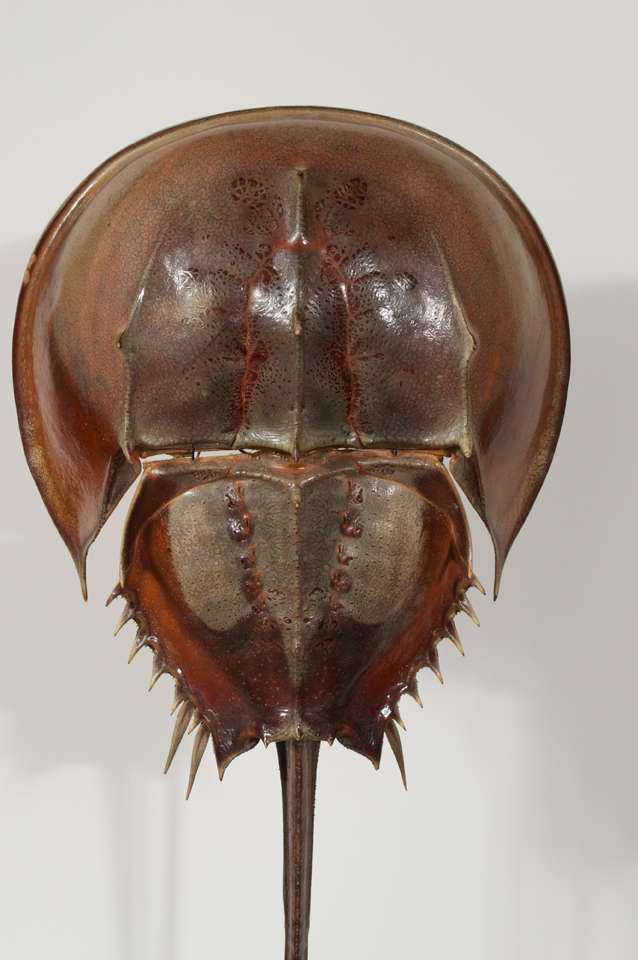 Amazing Horseshoe Crab Table Lamp at 1stDibs | horseshoe crab lamp ...