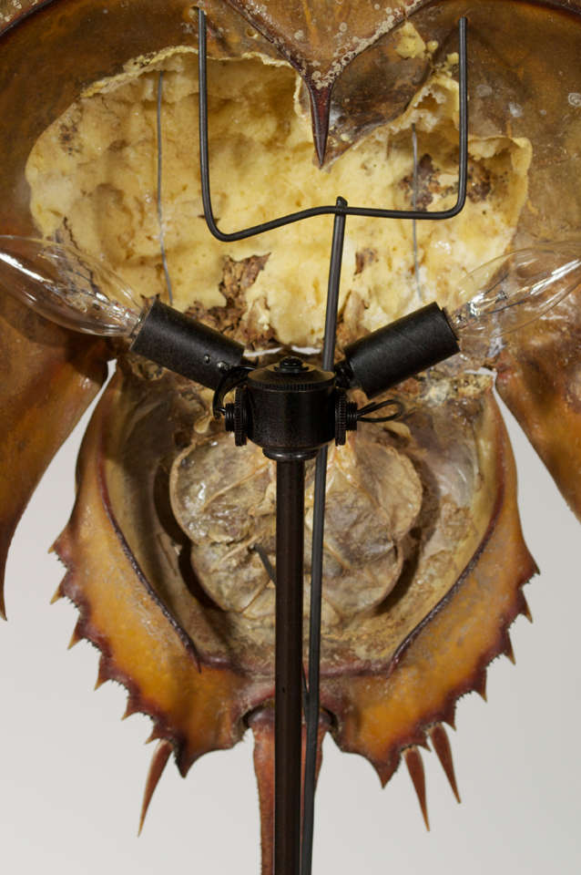 Amazing Horseshoe Crab Table Lamp at 1stDibs | horseshoe crab lamp ...