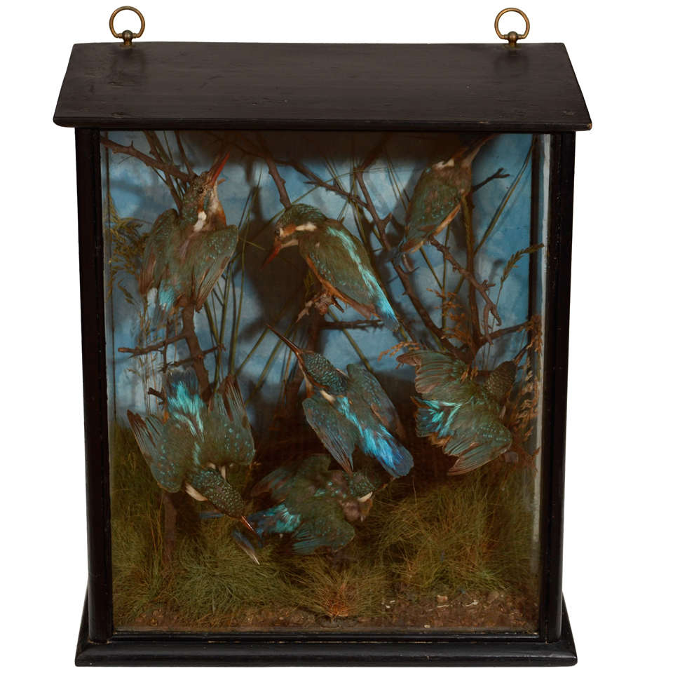 A Late 19th Century English Taxidermy Specimen Case at 1stDibs
