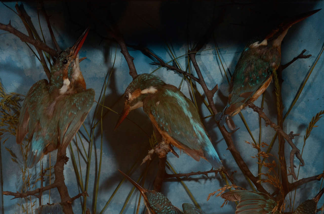 A Late 19th Century English Taxidermy Specimen Case at 1stDibs