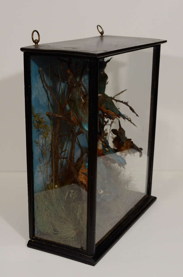 A Late 19th Century English Taxidermy Specimen Case at 1stDibs