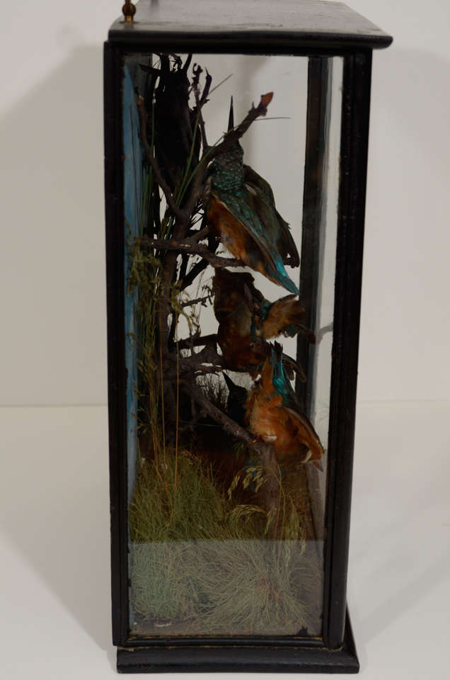 A Late 19th Century English Taxidermy Specimen Case at 1stDibs