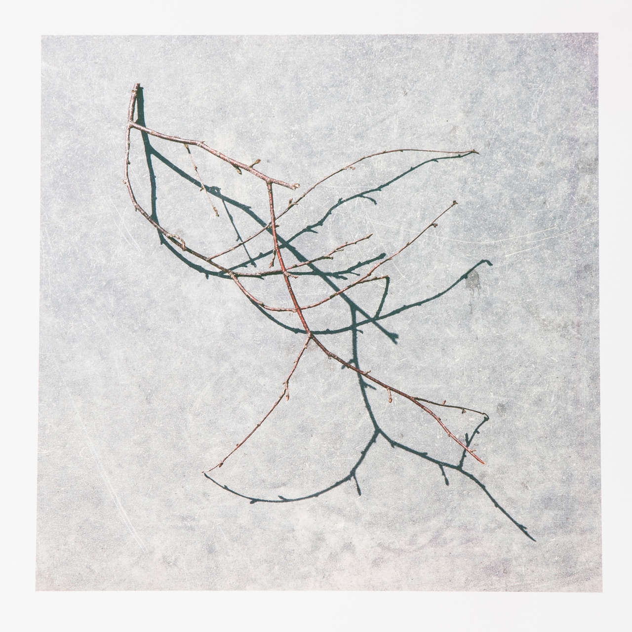 Christopher Sharples - Tree Fragment For Sale at 1stDibs