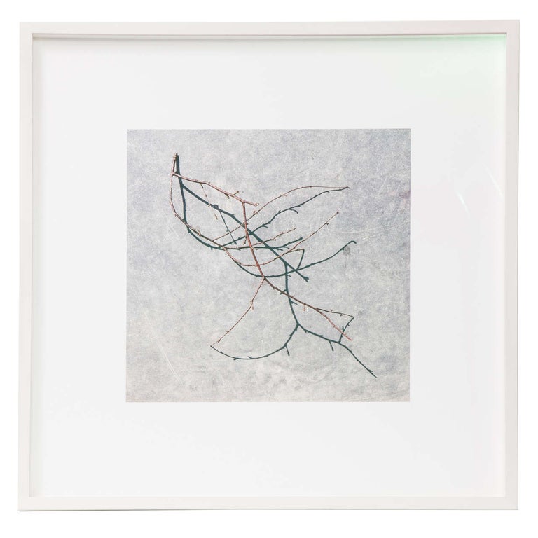 Christopher Sharples - Tree Fragment For Sale at 1stDibs