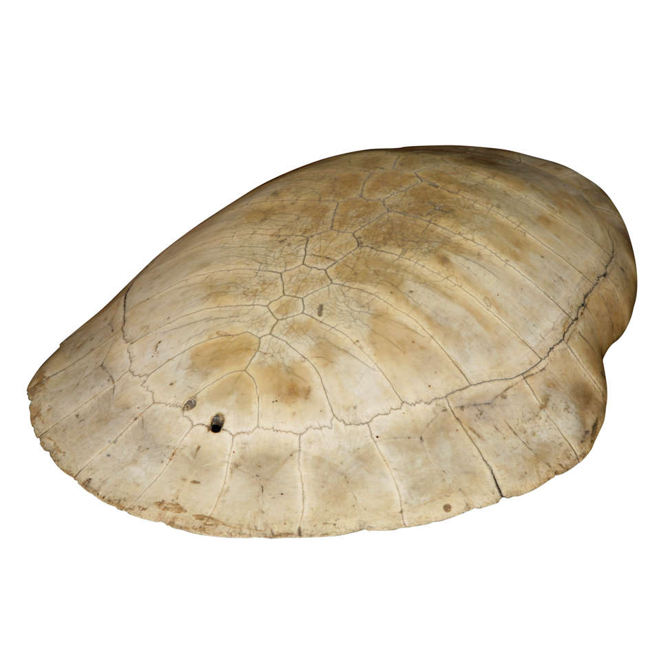 A 19th Century Polished Blonde Turtle Shell at 1stDibs | polished ...