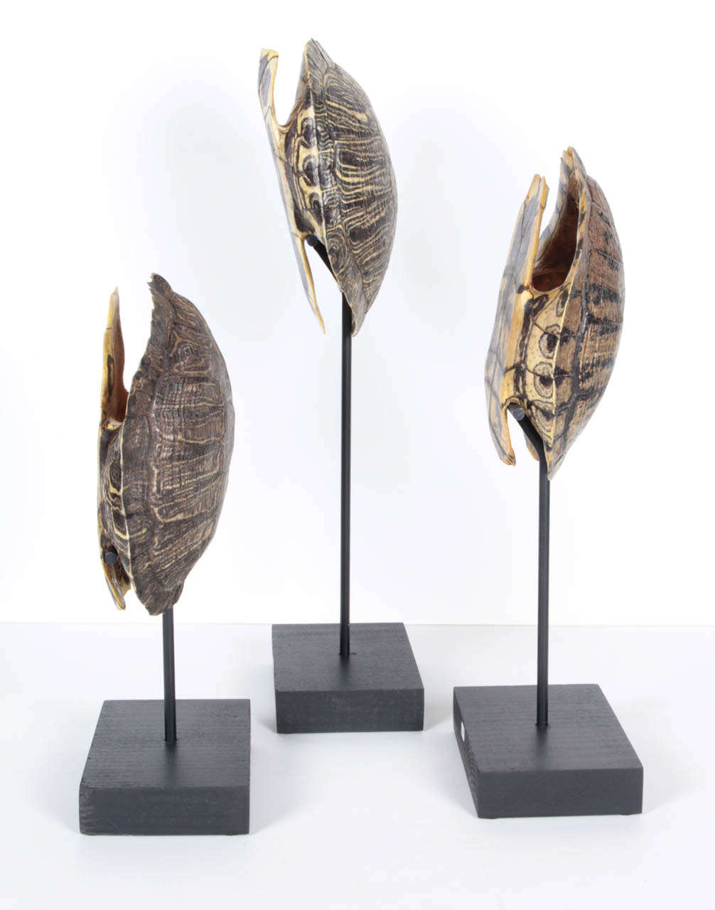 Grouping of Turtle Shells on Metal and Wood Stands at 1stDibs