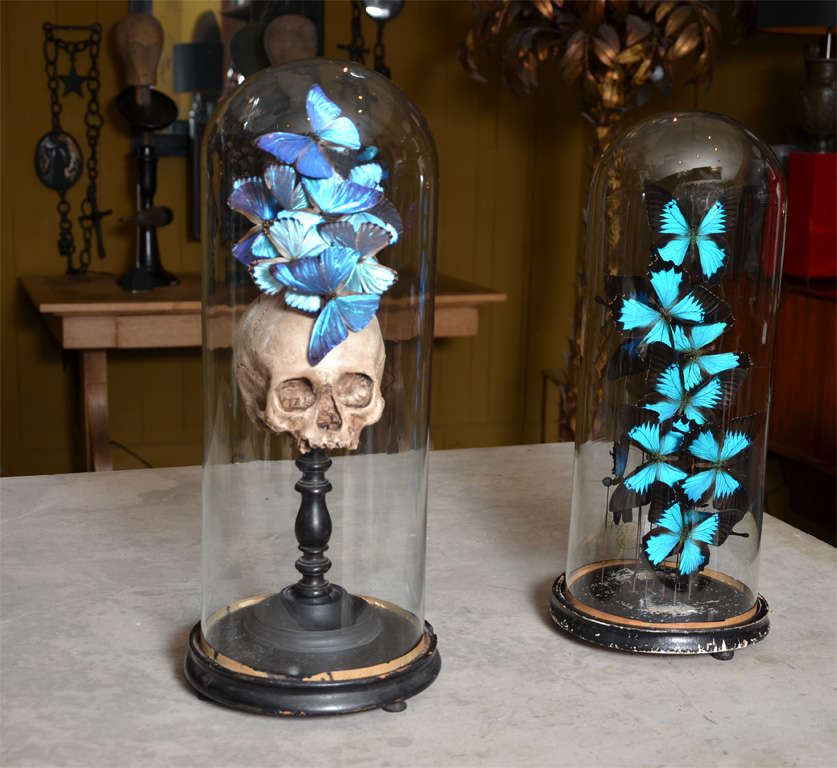 Set of 19th Century Century Glass Domes With Collections at 1stDibs