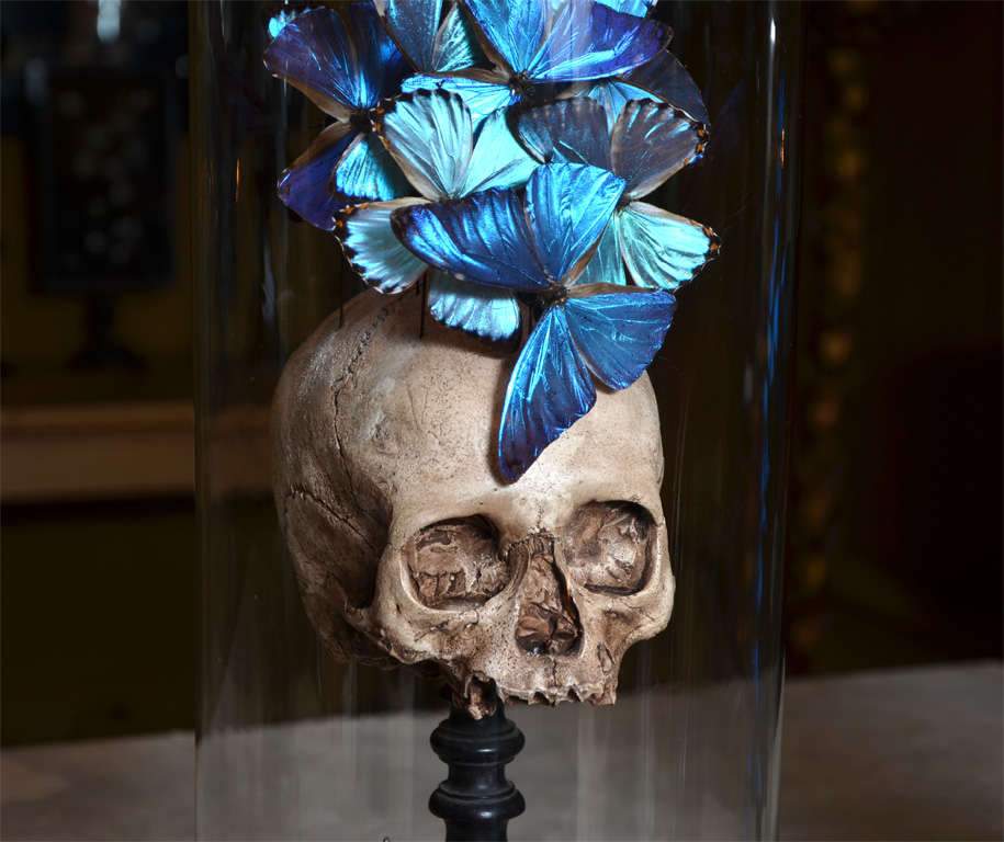 Set of 19th Century Century Glass Domes With Collections at 1stDibs