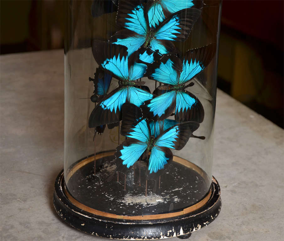 Set of 19th Century Century Glass Domes With Collections at 1stDibs