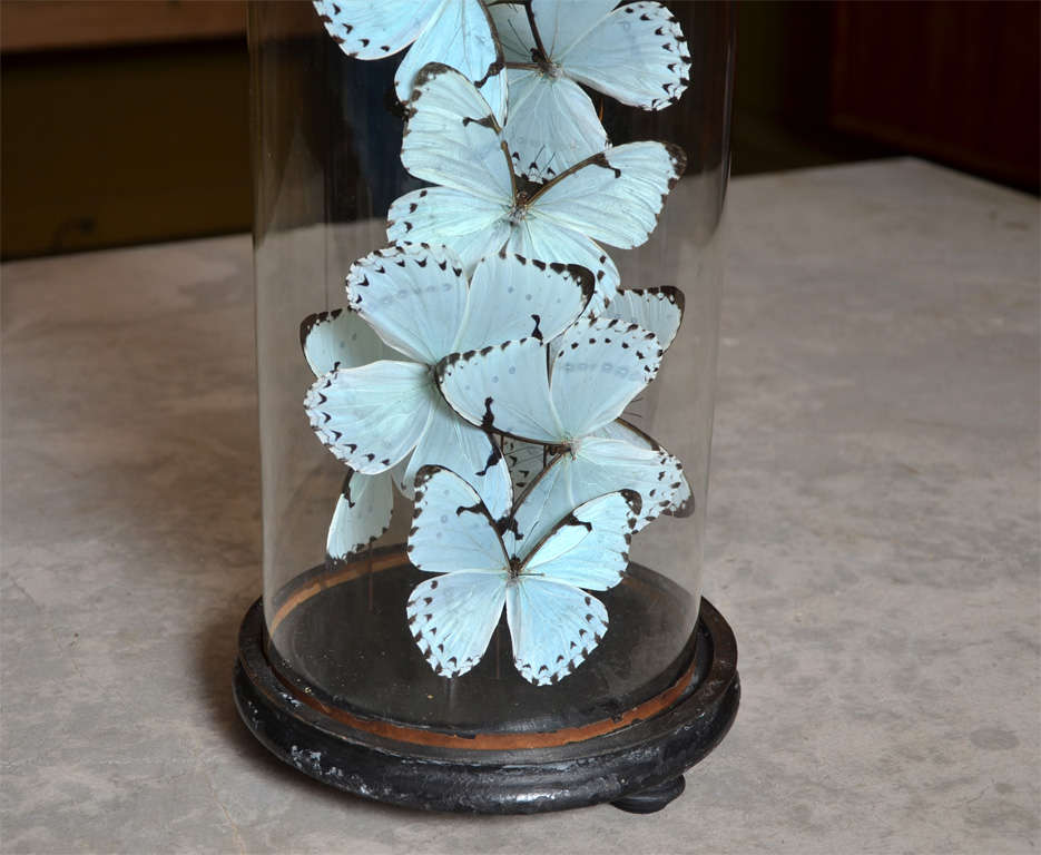 Set of 19th Century Century Glass Domes With Collections at 1stDibs