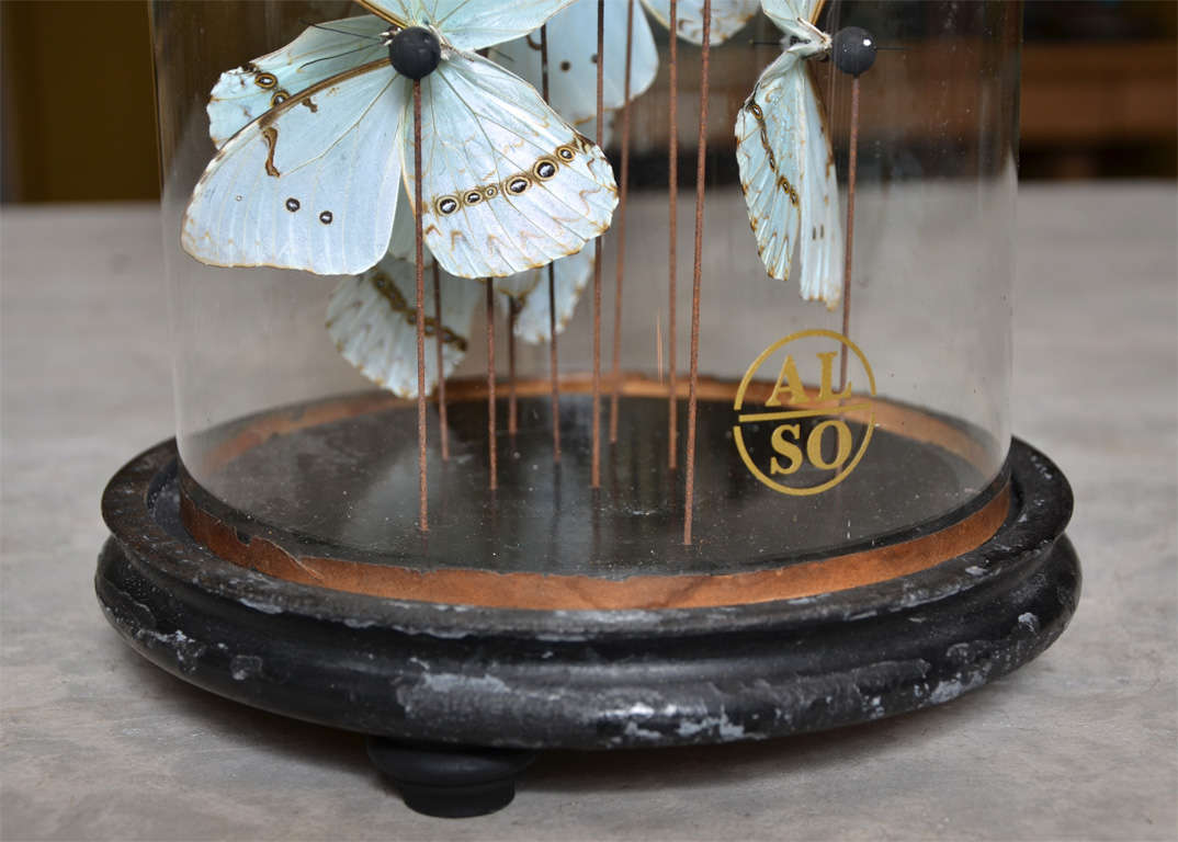 Set of 19th Century Century Glass Domes With Collections at 1stDibs