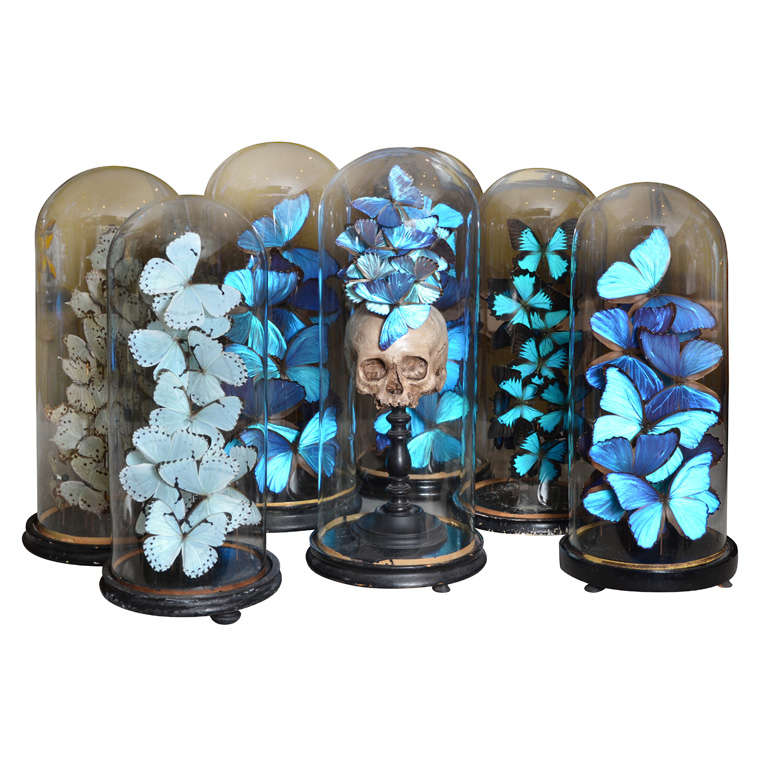 Set of 19th Century Century Glass Domes With Collections at 1stDibs