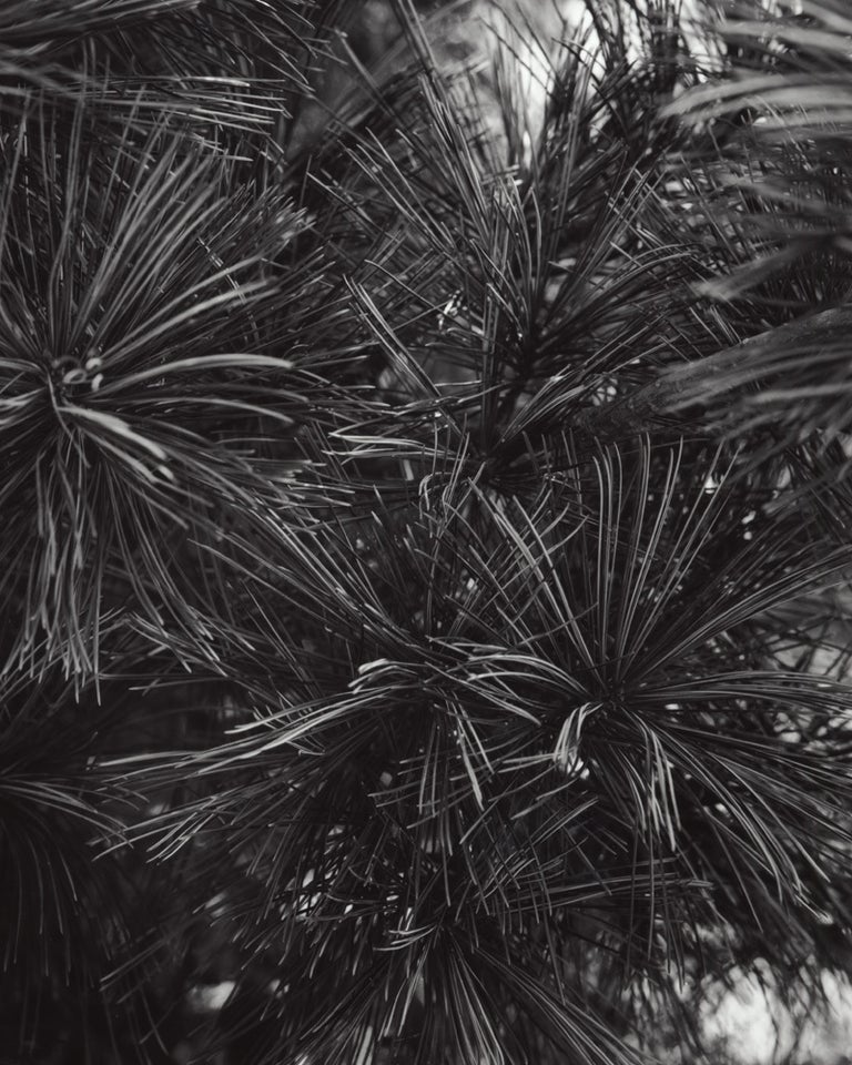 Jose Picayo - Pinus koraiensis Morris blue Morris Blue Korean Pine For ...