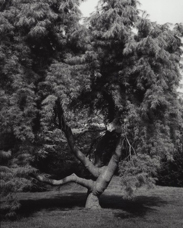 Jose Picayo - Pinus stobus pendula - Weeping White Pine For Sale at 1stDibs