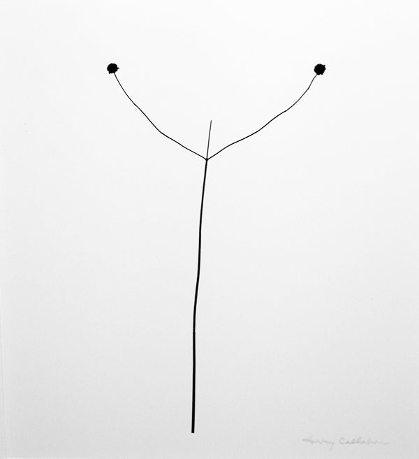 Harry Callahan - Weed, Against Sky, Detroit at 1stDibs