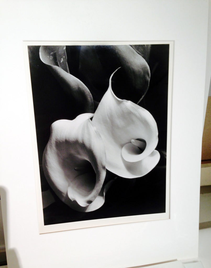 Imogen Cunningham - Two Callas, Photograph: For Sale at 1stdibs
