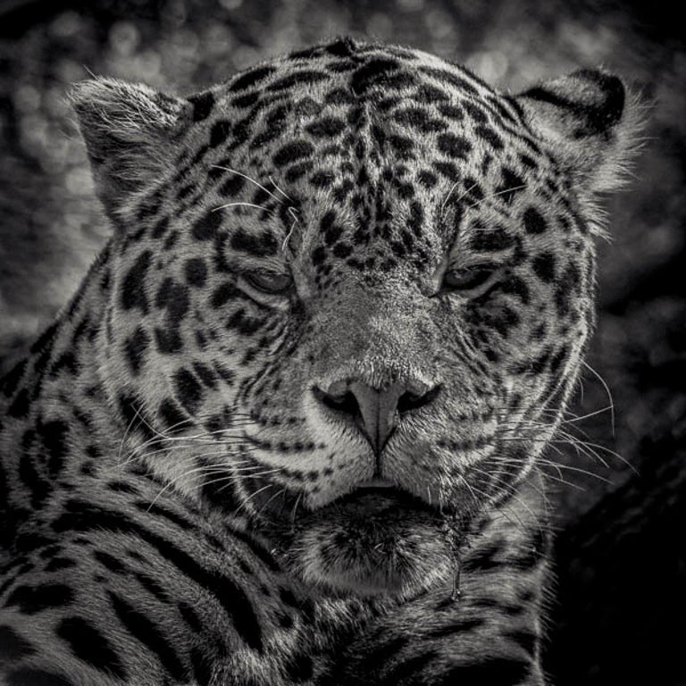 Paul Coghlin - Leopard's Gaze For Sale at 1stDibs