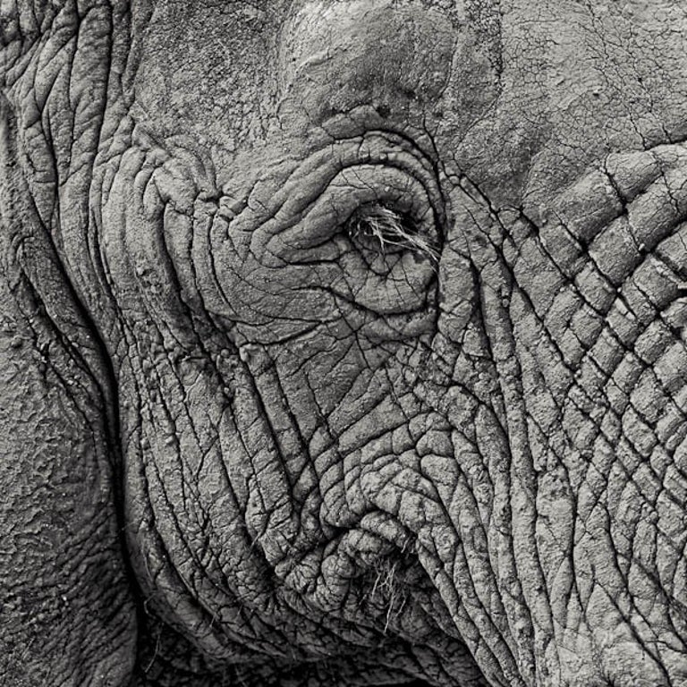 Paul Coghlin - Elephant Abstract For Sale at 1stDibs