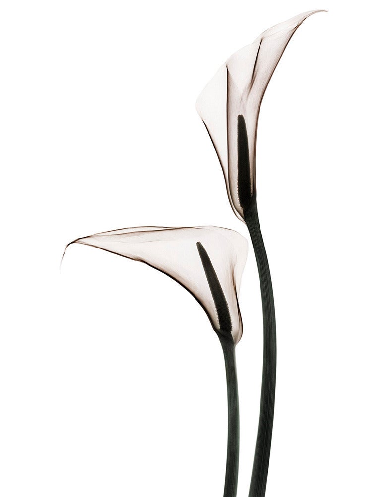 Bryan Whitney - Calla Lillies For Sale at 1stDibs