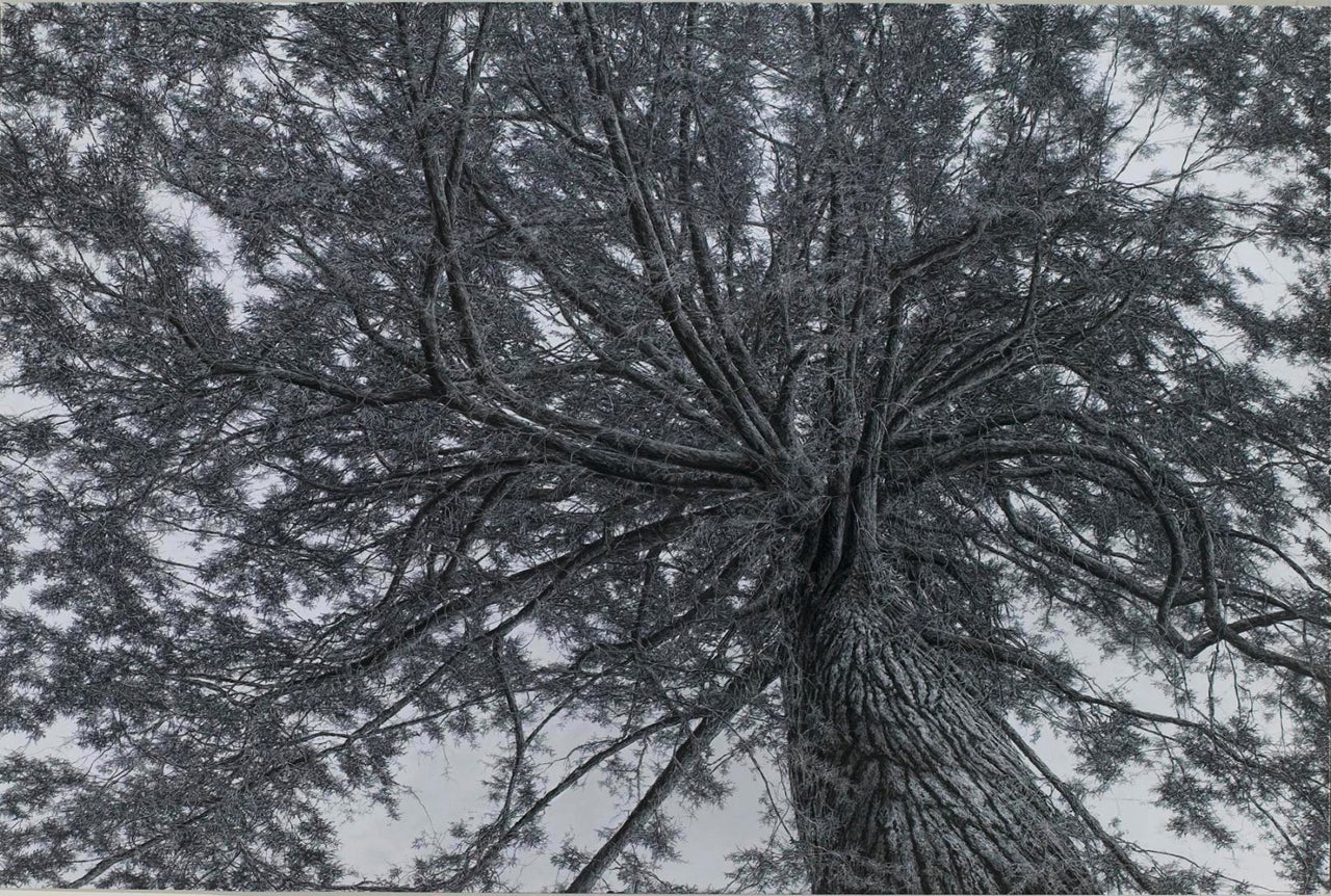 Ellen Wagener - Lawrence Tree No. 10 For Sale at 1stDibs