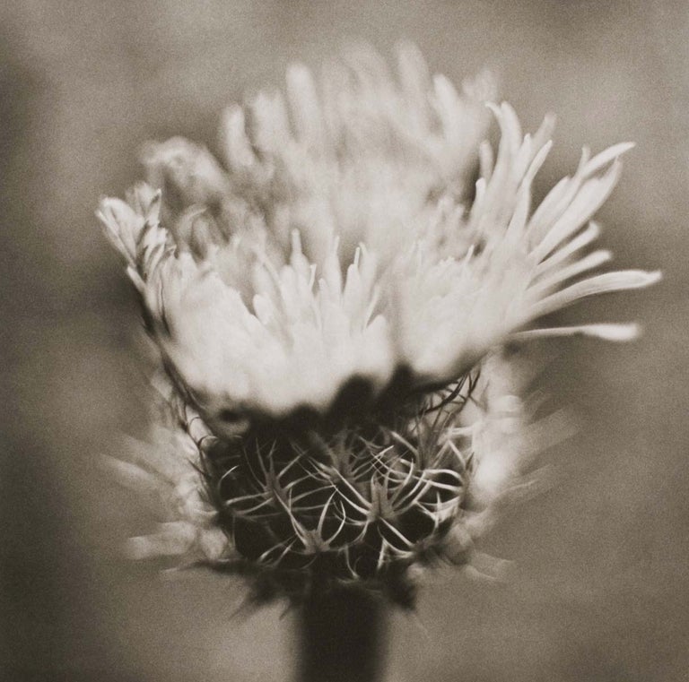 David Johndrow - Thistle No. 2 For Sale at 1stDibs