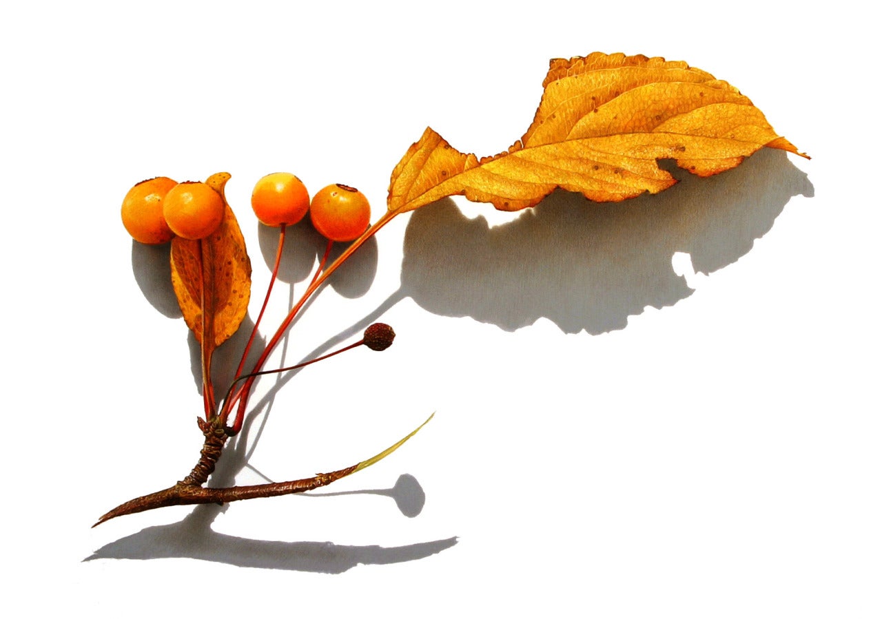 David Morrison - Fallen Series No. 6 at 1stDibs