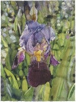 Joseph Raffael - Untitled For Sale at 1stDibs