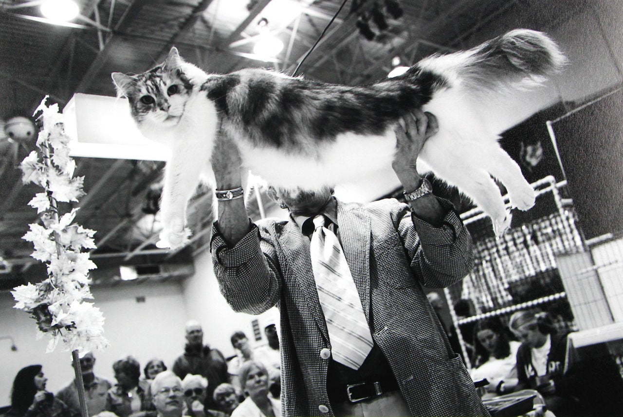 Landon Nordeman - Cat Show, 2006 For Sale at 1stDibs