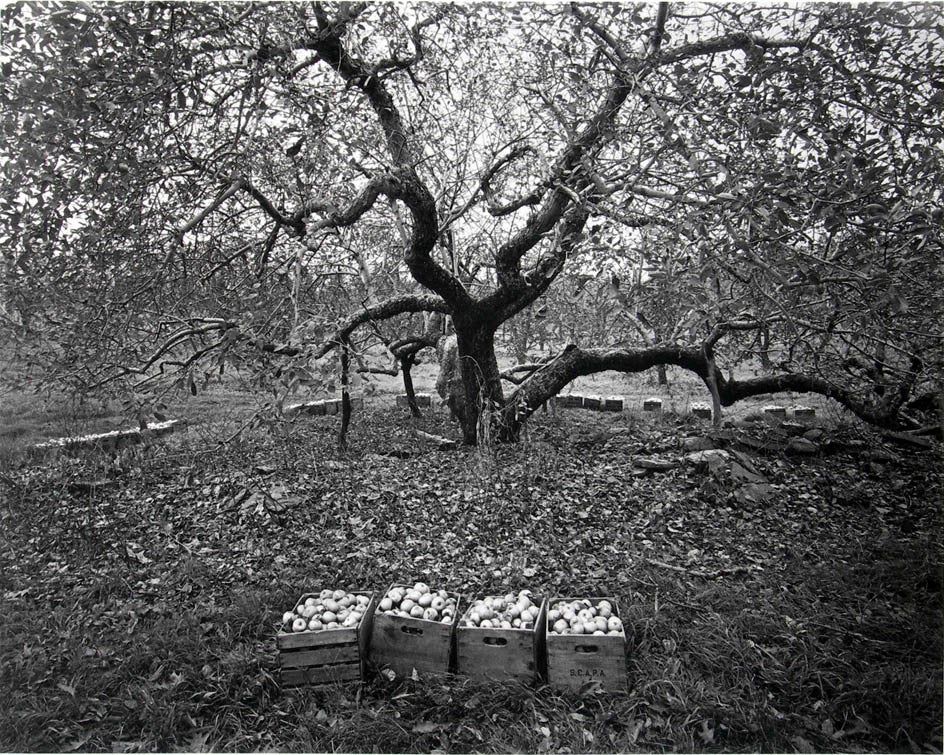 William Clift - Old Greening Apple Trees, Milton, New York, 1986 at 1stDibs