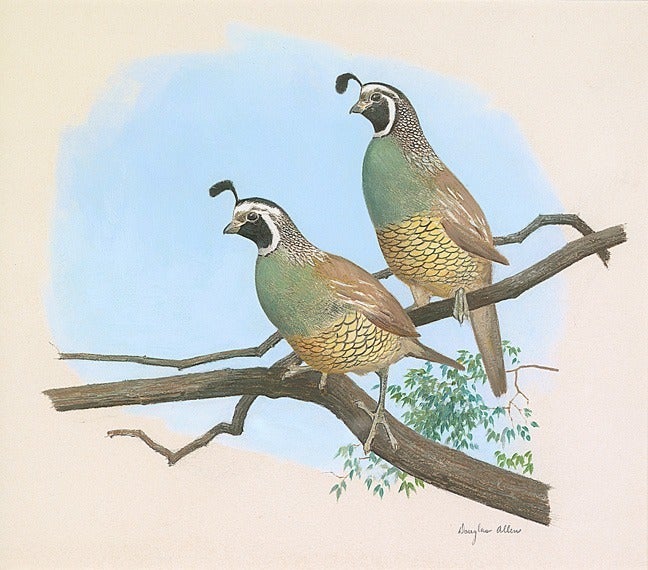 Douglas Allen - Birds on a Limb For Sale at 1stDibs