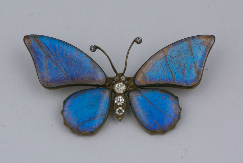 Victorian Butterfly Wing Brooch at 1stDibs