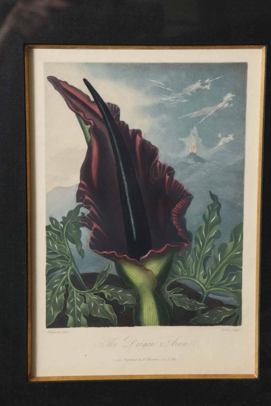 Dr. Robert John Thornton Botanical Prints, 1812 For Sale at 1stDibs ...