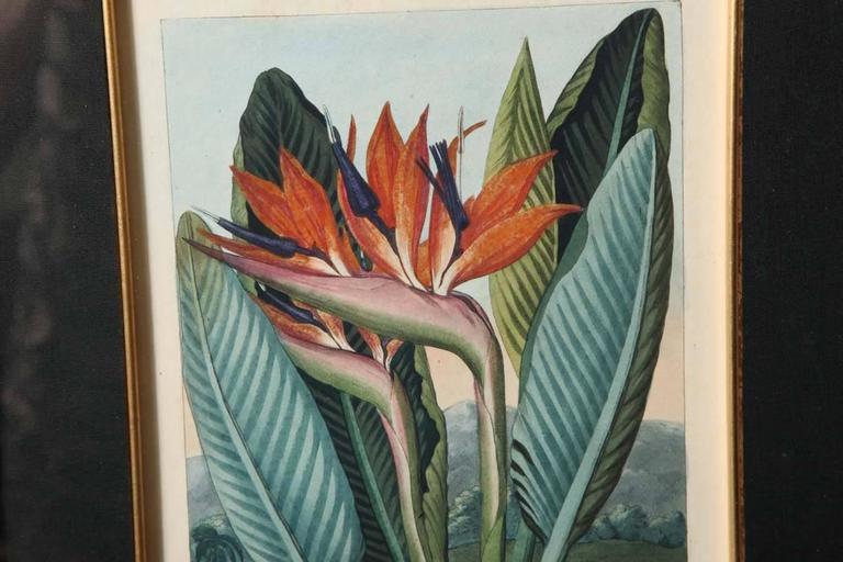 Dr. Robert John Thornton Botanical Prints, 1812 For Sale at 1stDibs